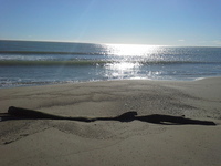 Pergola à Ramatuelle en bois flotté de 25m de longueur