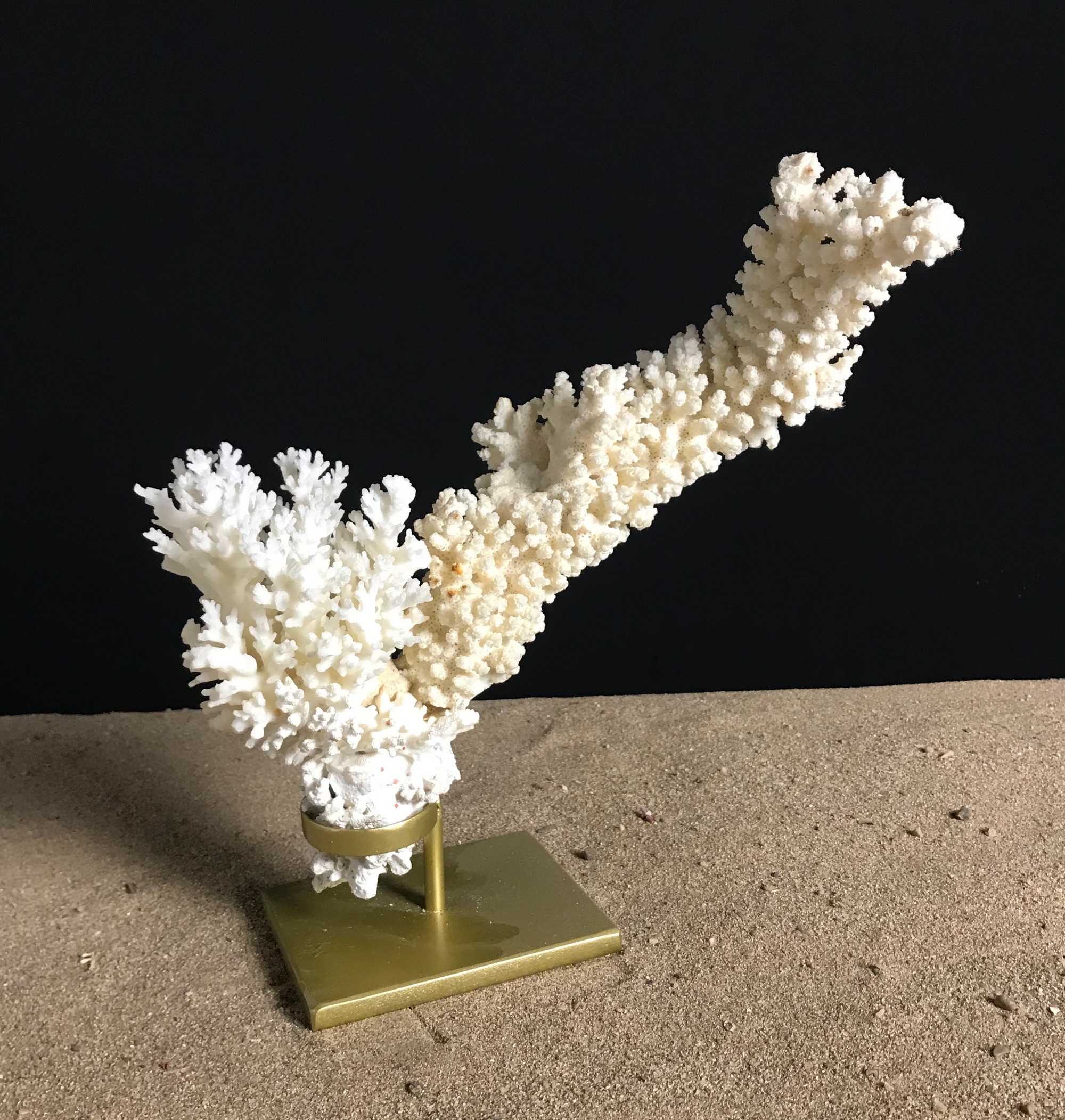 Vente de corail blanc de dimension 30 cm x 30 cm