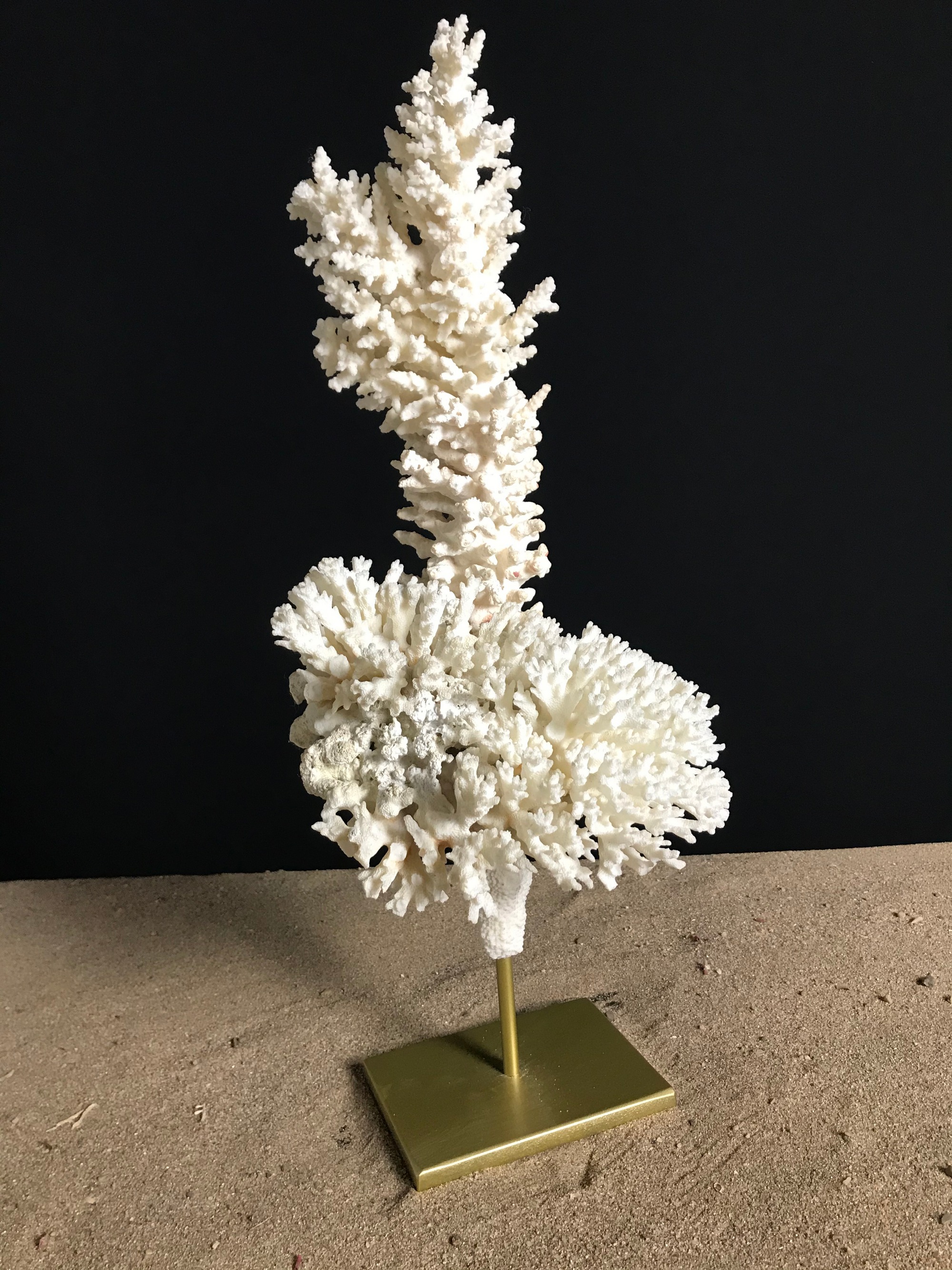 Vente de corail blanc de dimension 22 cm x 50 cm