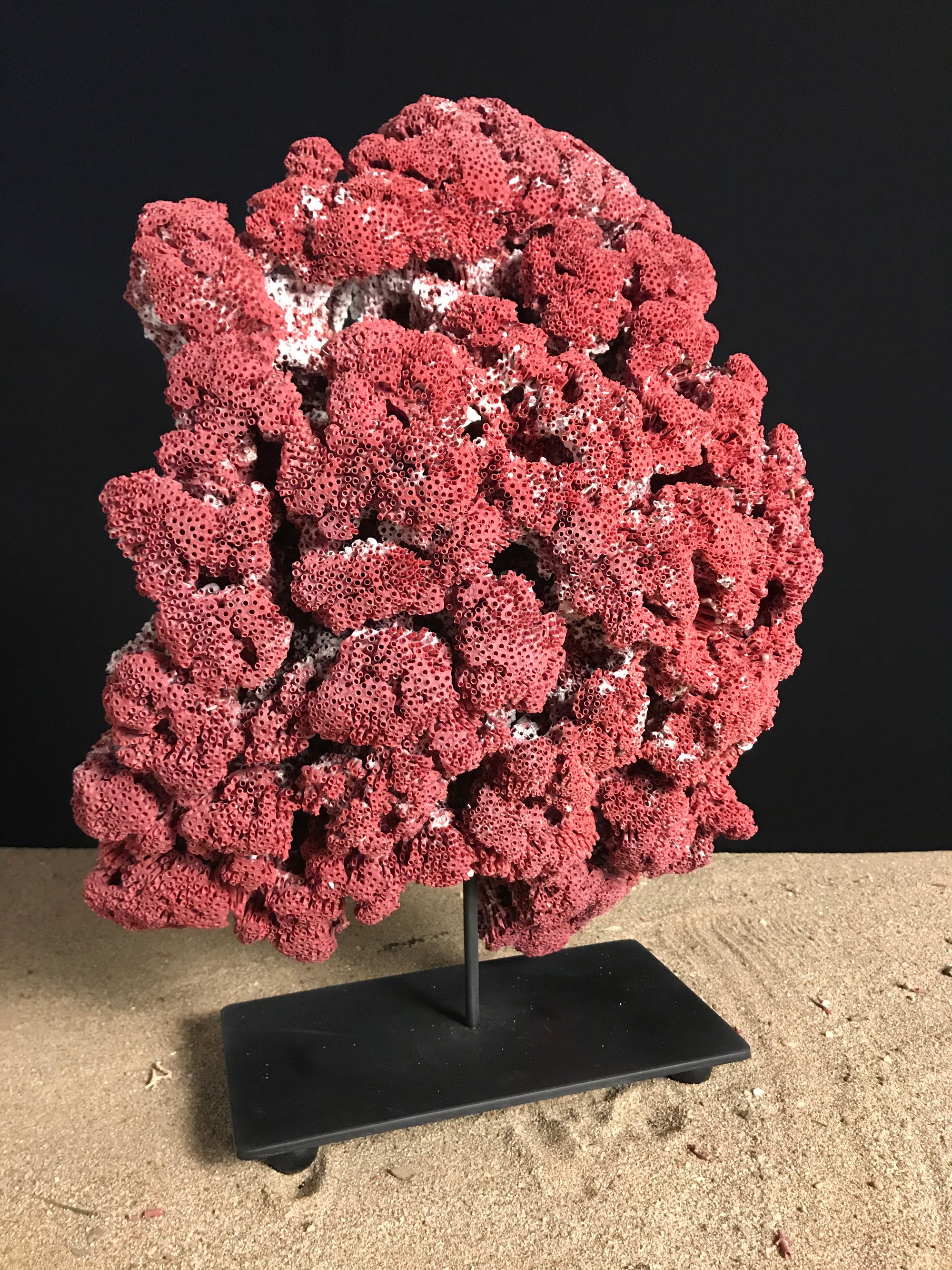 Vente de Tubipora de dimension 30cm x 33cm