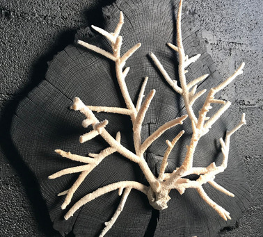 Creation of a coral table