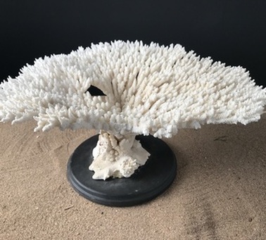 Corail table 35cmx43cm